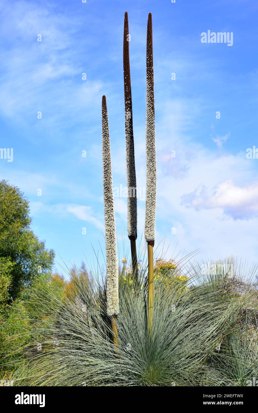 Grass tree (Xanthorrhoea glauca) is an arborescent plant native to ...