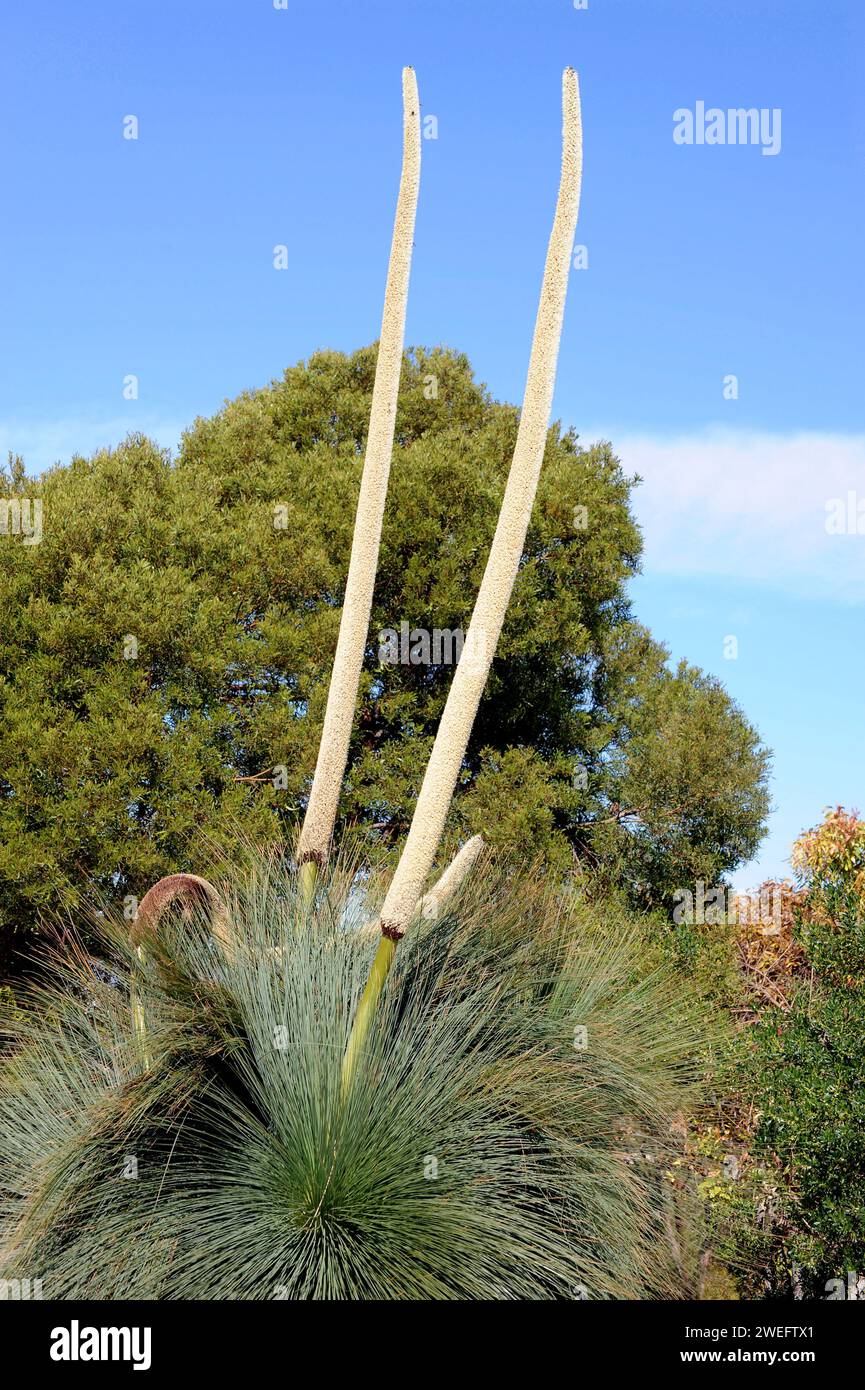 Grass tree (Xanthorrhoea glauca) is an arborescent plant native to ...
