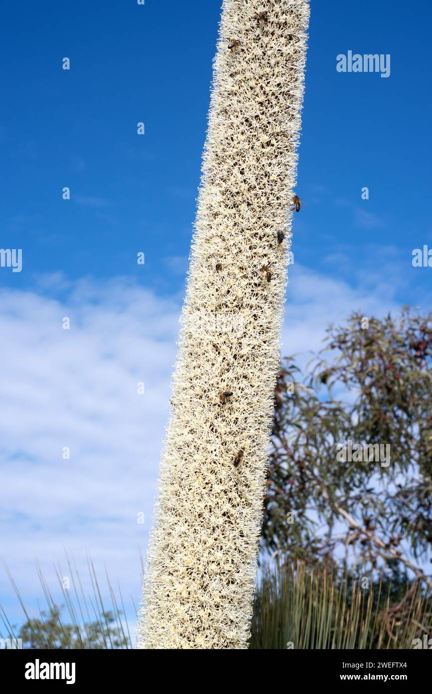 Grass tree (Xanthorrhoea glauca) is an arborescent plant native to ...
