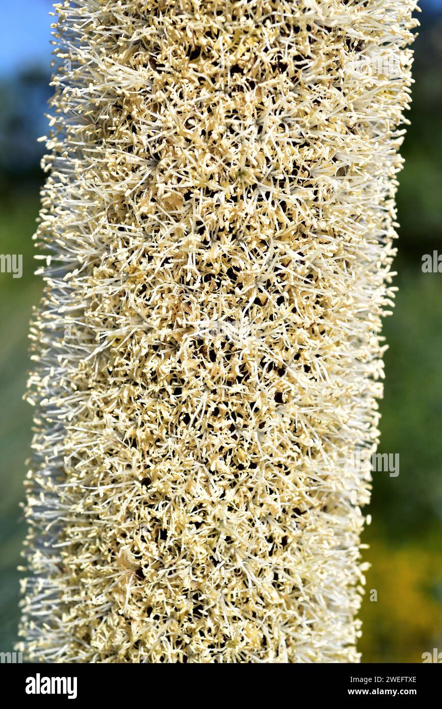 Grass tree (Xanthorrhoea glauca) is an arborescent plant native to ...