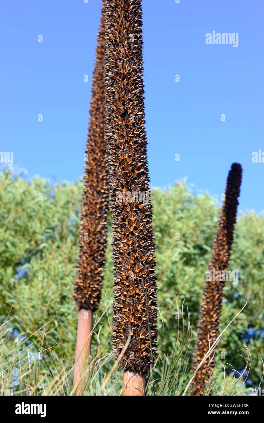 Xanthorrhoea glauca hi-res stock photography and images - Alamy