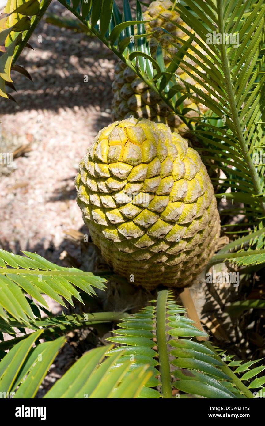 Critically endangered cycad hi-res stock photography and images - Alamy
