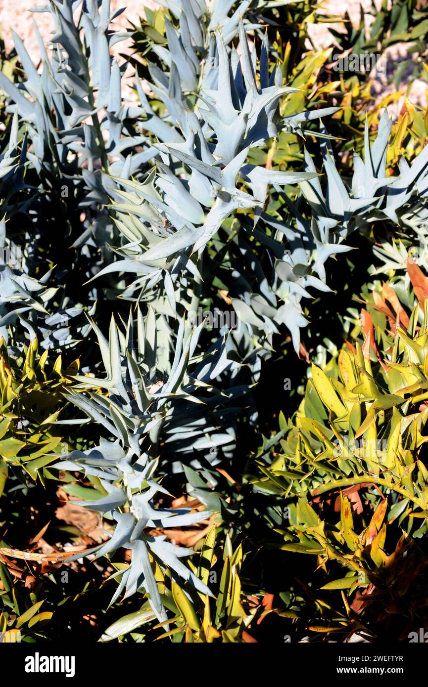 Blue cycad (Encephalartos horridus) is a gymnosperm native to South ...