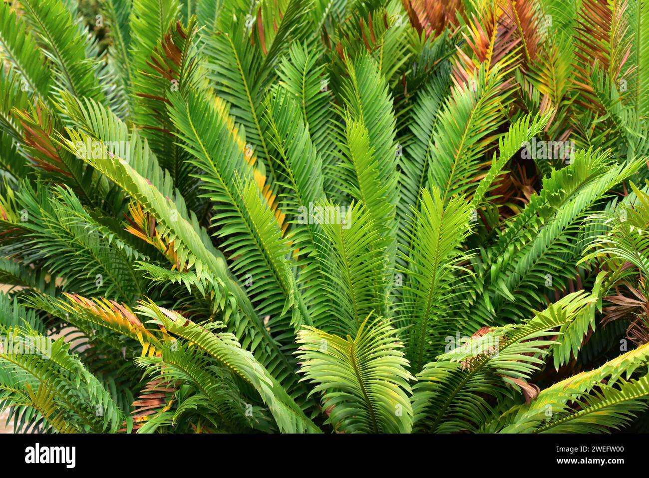 Lebombo cycad (Encephalartos lebomboensis) is a gymnosperm native to ...