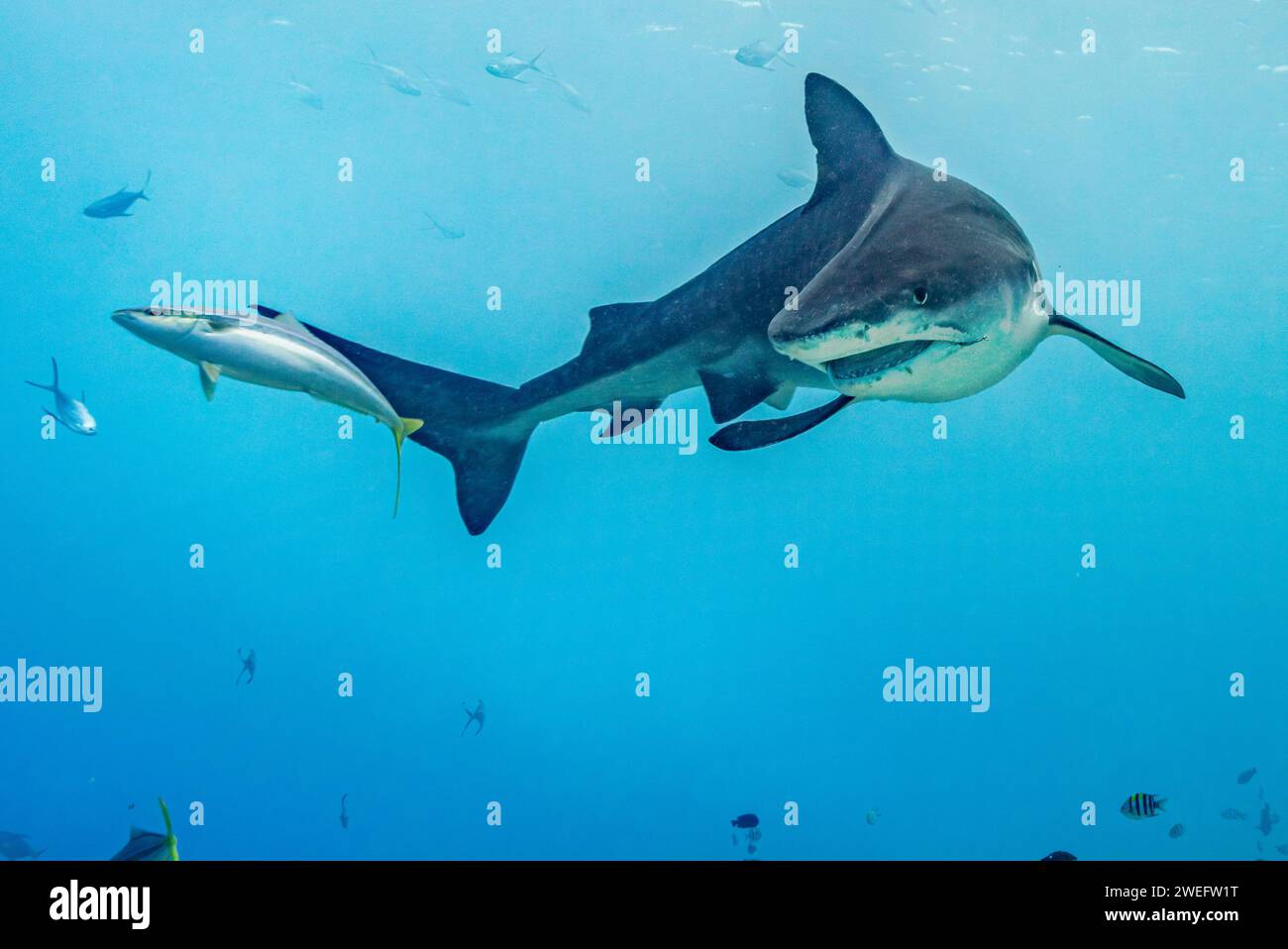 Shark turning hi-res stock photography and images - Alamy