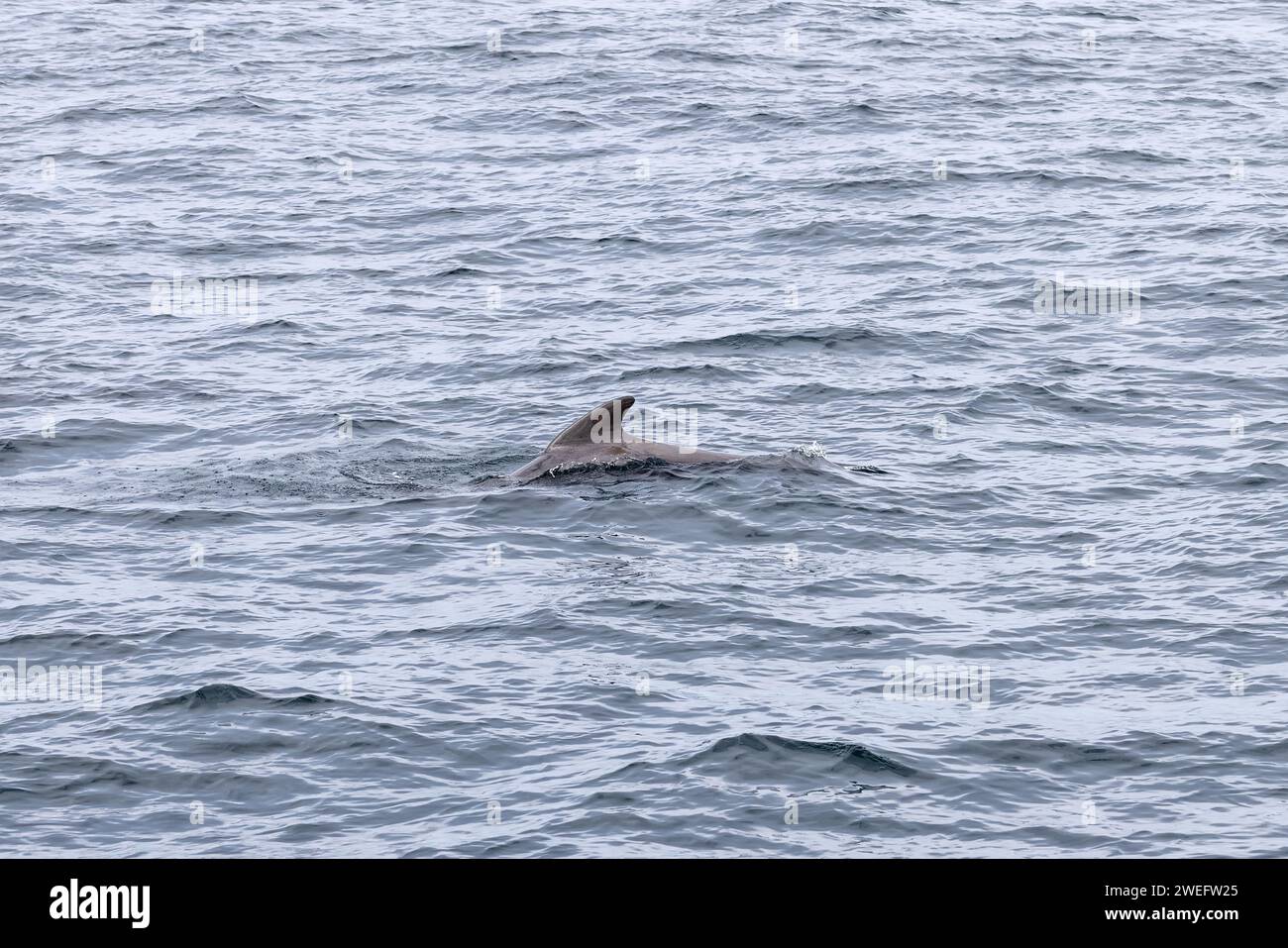 The Lofoten Islands' marine beauty is highlighted by a lone long-finned ...