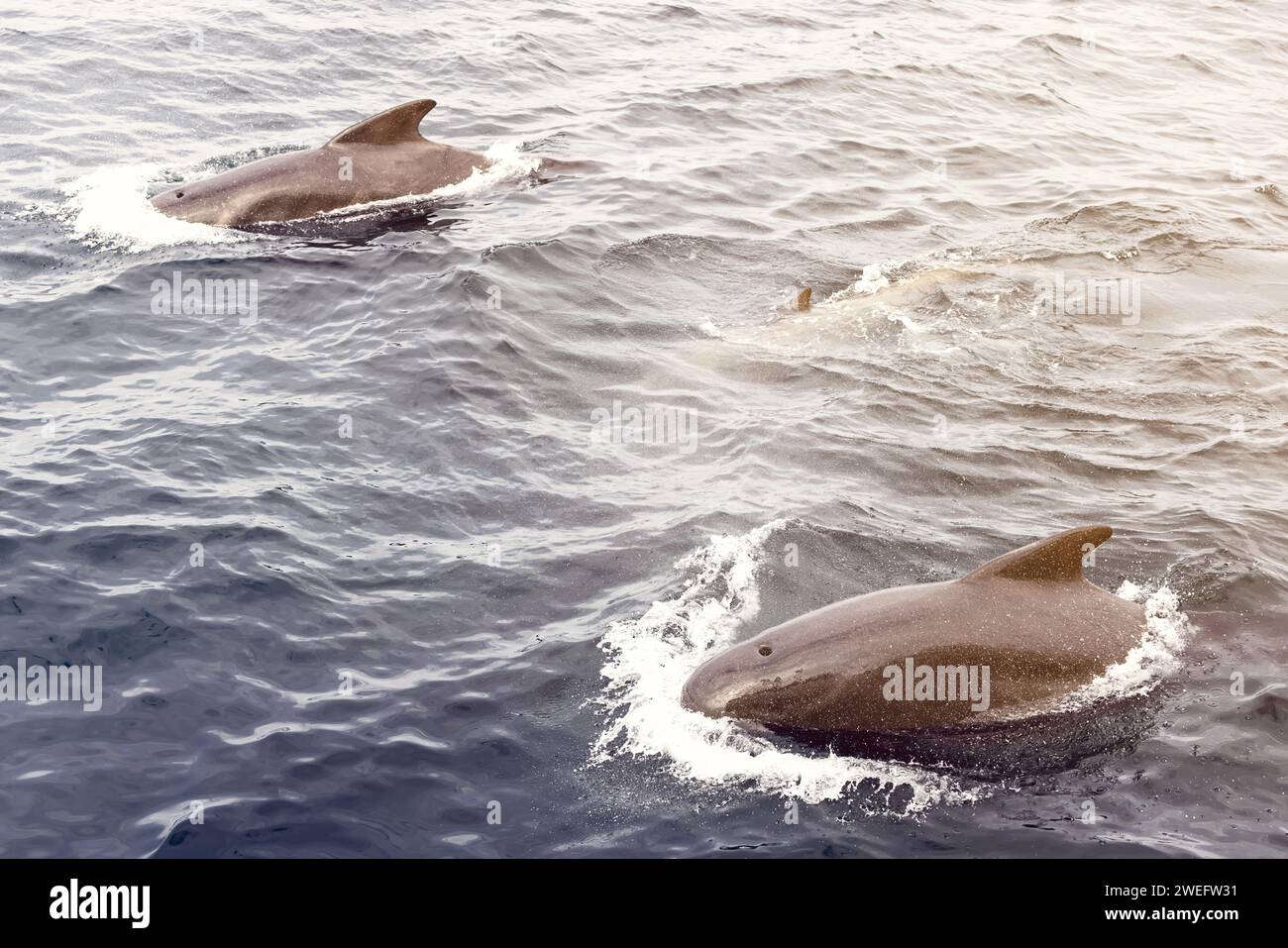 A pilot whale (Globicephala melas) family gracefully swims in the ...