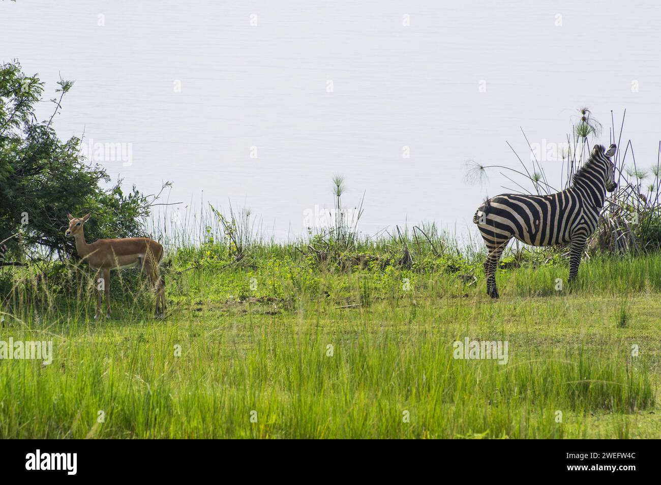 Zebra photograph on safari in Akagera National Park in Northeastern ...