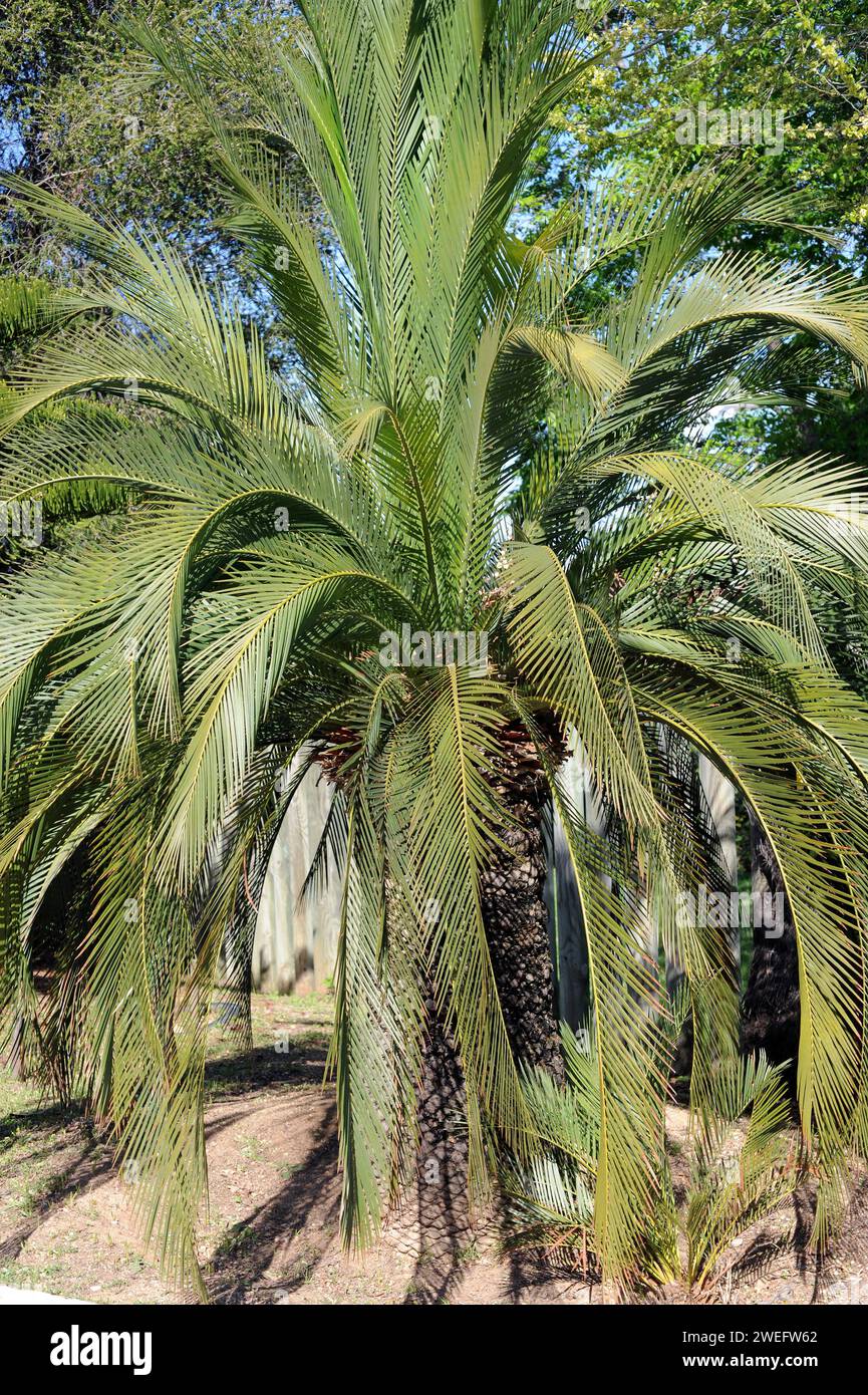 Gymnosperm plants hi-res stock photography and images - Alamy