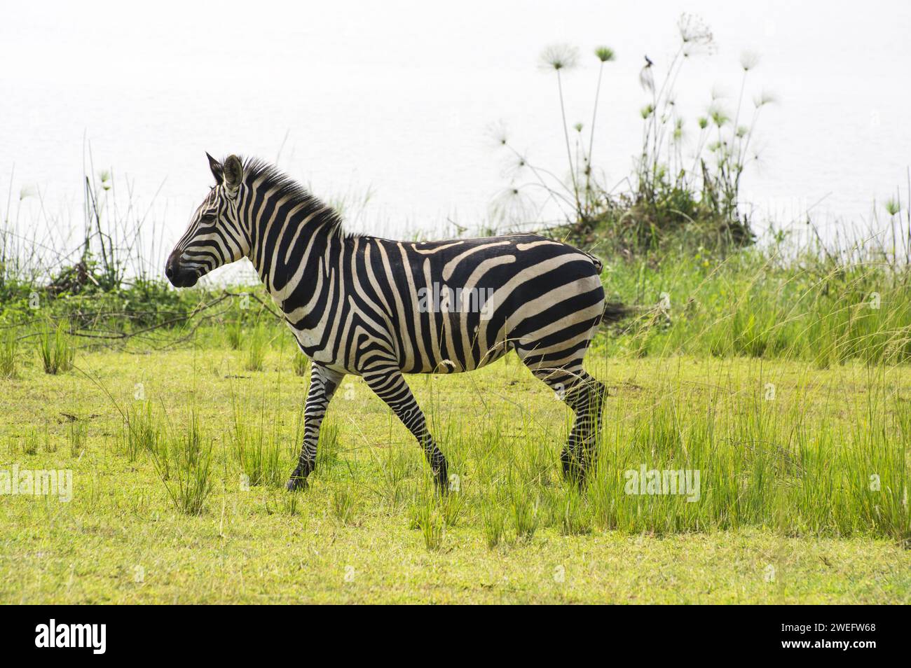 Zebra photograph on safari in Akagera National Park in Northeastern ...