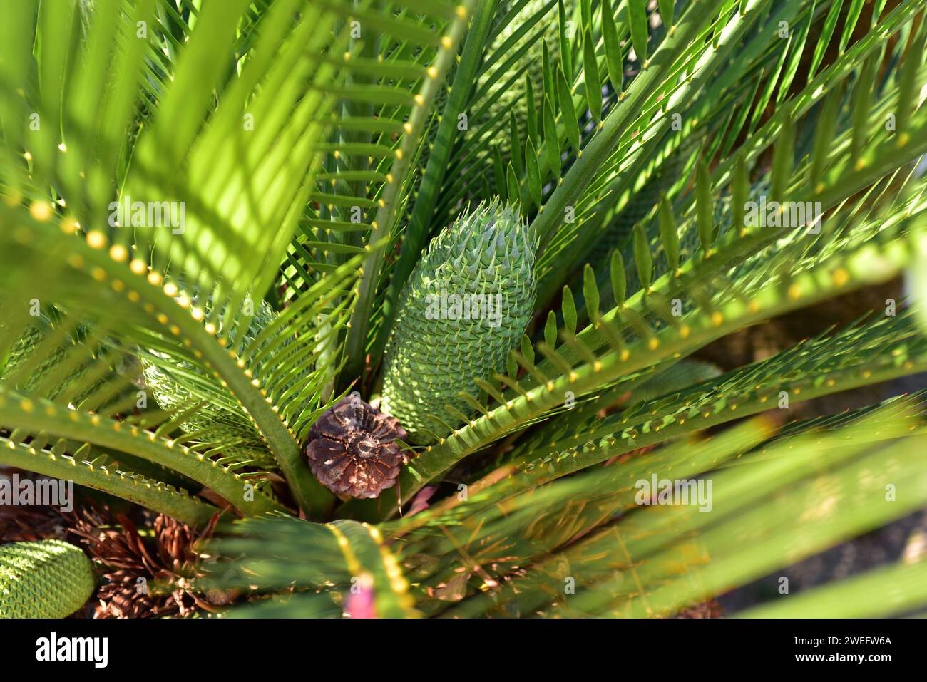 Zamia palm (Macrozamia moorei) is a gymnosperm native to Australia ...