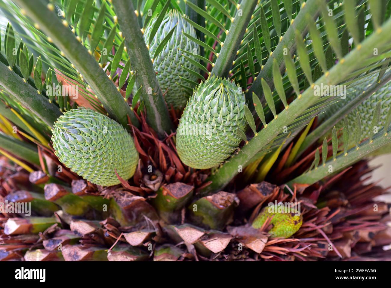Zamia palm (Macrozamia moorei) is a gymnosperm native to Australia ...