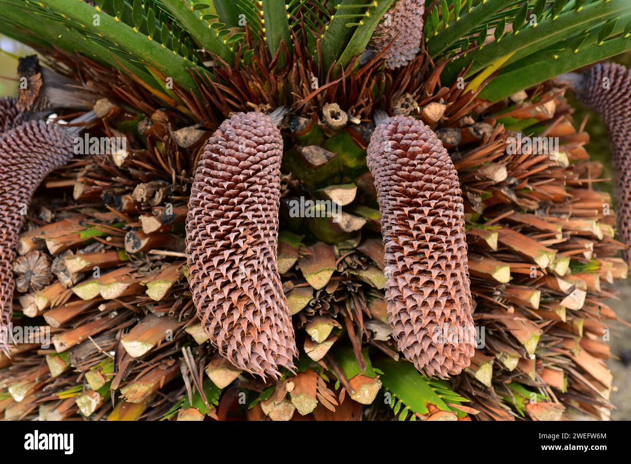 Zamia palm (Macrozamia moorei) is a gymnosperm native to Australia ...
