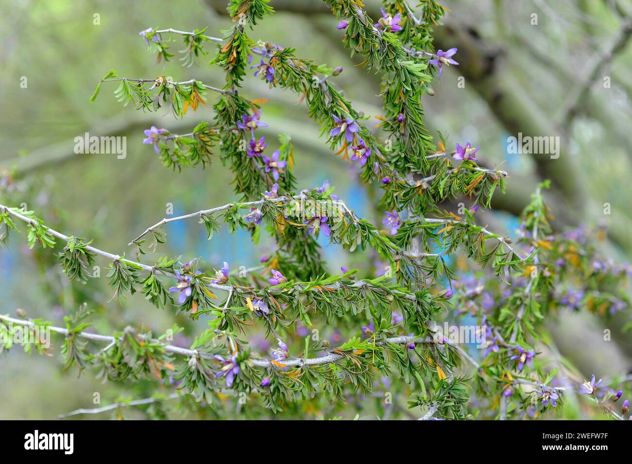 Lignum vitae hi-res stock photography and images - Alamy