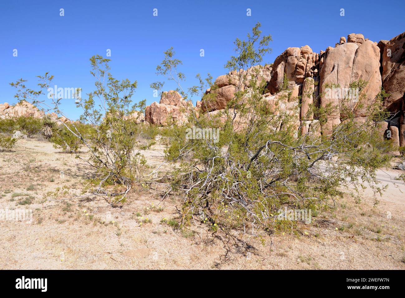 Creosota hi-res stock photography and images - Alamy