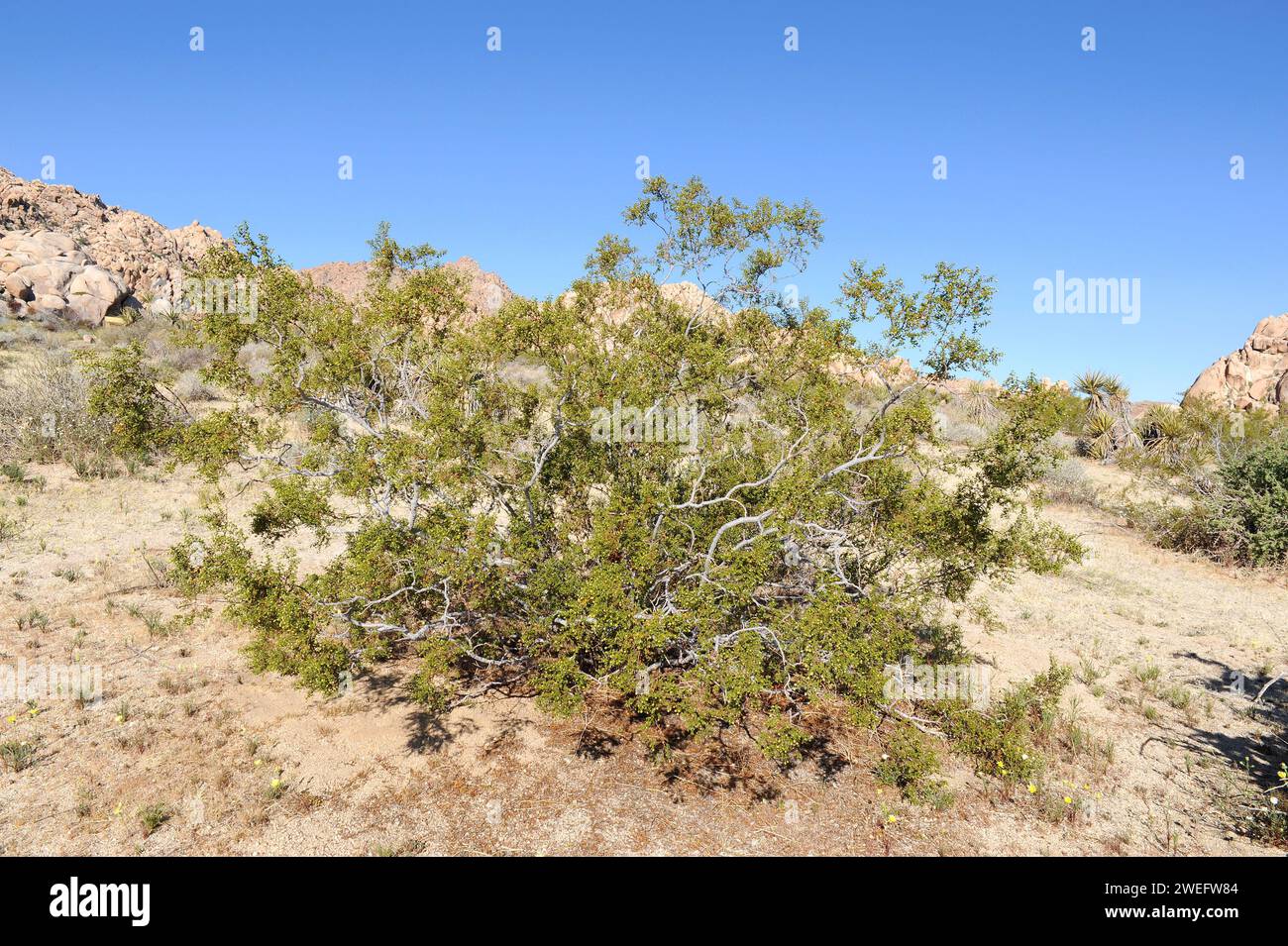 Creosota hi-res stock photography and images - Alamy