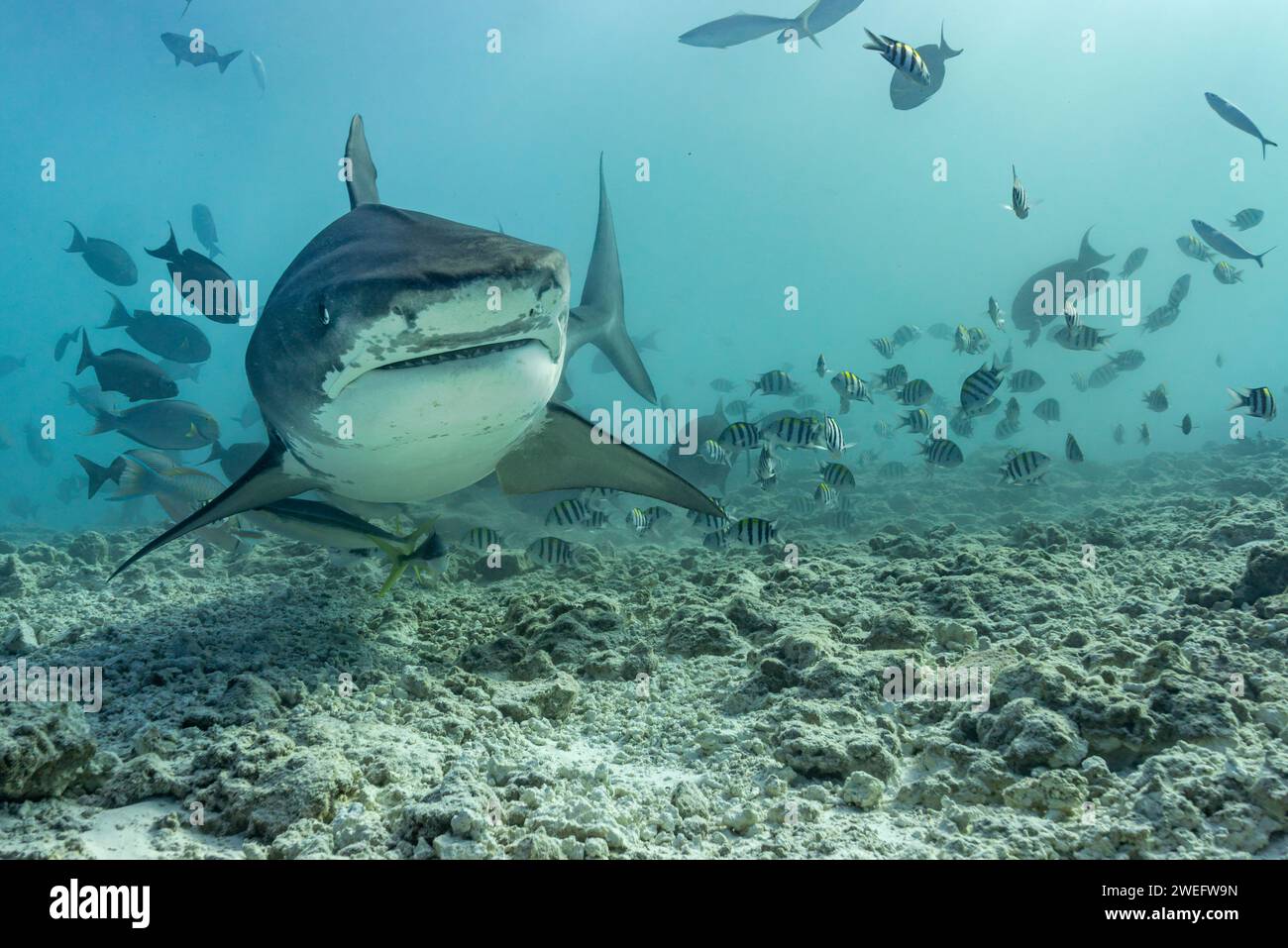 Shark face on hi-res stock photography and images - Alamy