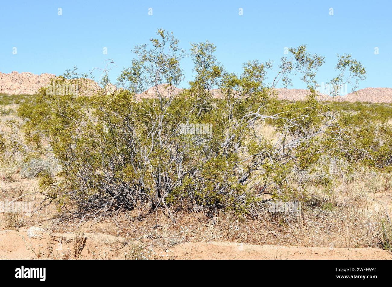 Creosota hi-res stock photography and images - Alamy