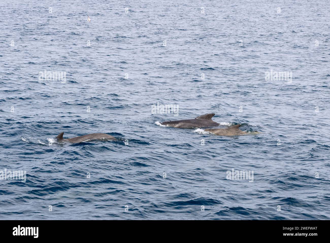 A group of pilot whales (Globicephala melas) forms a small pod in the ...