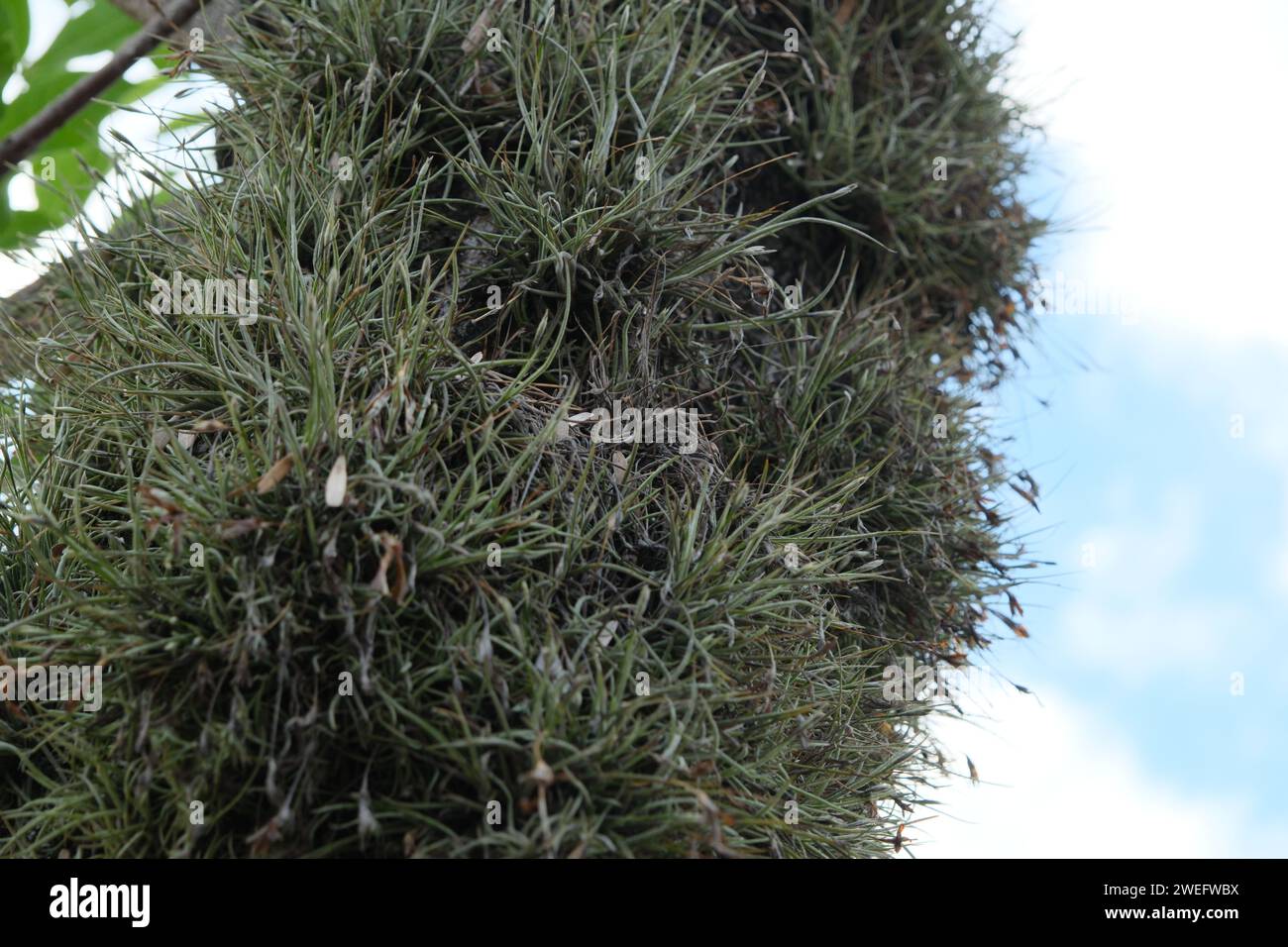 a parasitic plant on a tree trunk in the streets of Buenos Aires Stock ...