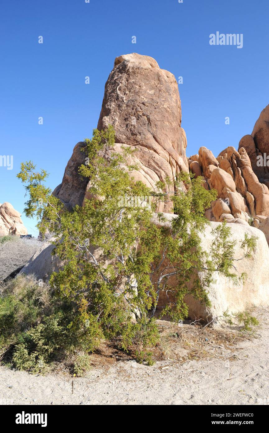 Creosote bush (Larrea tridentata) is a medicinal evergreen shrub native ...