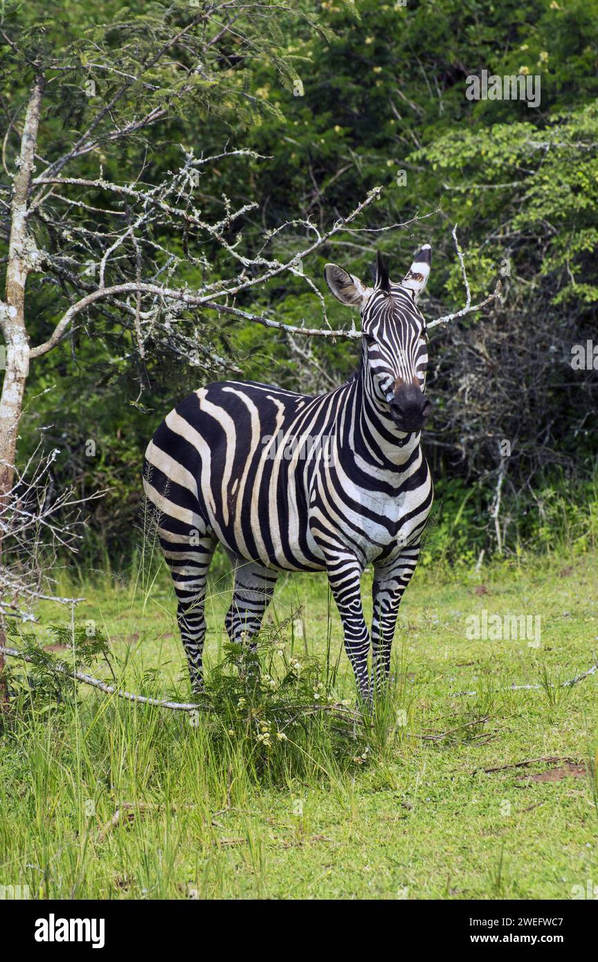 Zebra photograph on safari in Akagera National Park in Northeastern ...