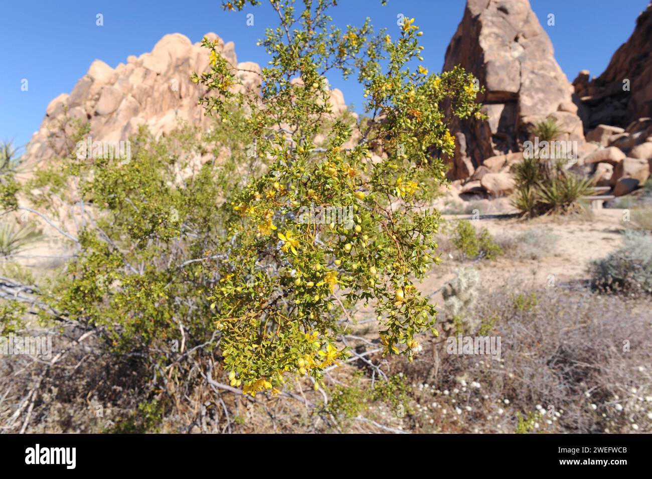 Creosota hi-res stock photography and images - Alamy