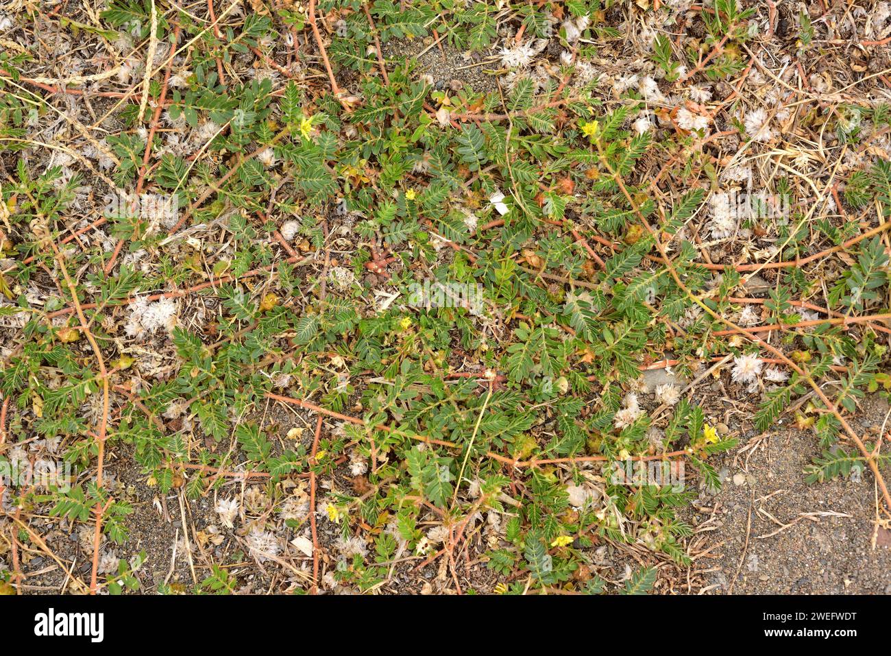 Devil's eyelashes or puncturevine (Tribulus terrestris) is creeping ...