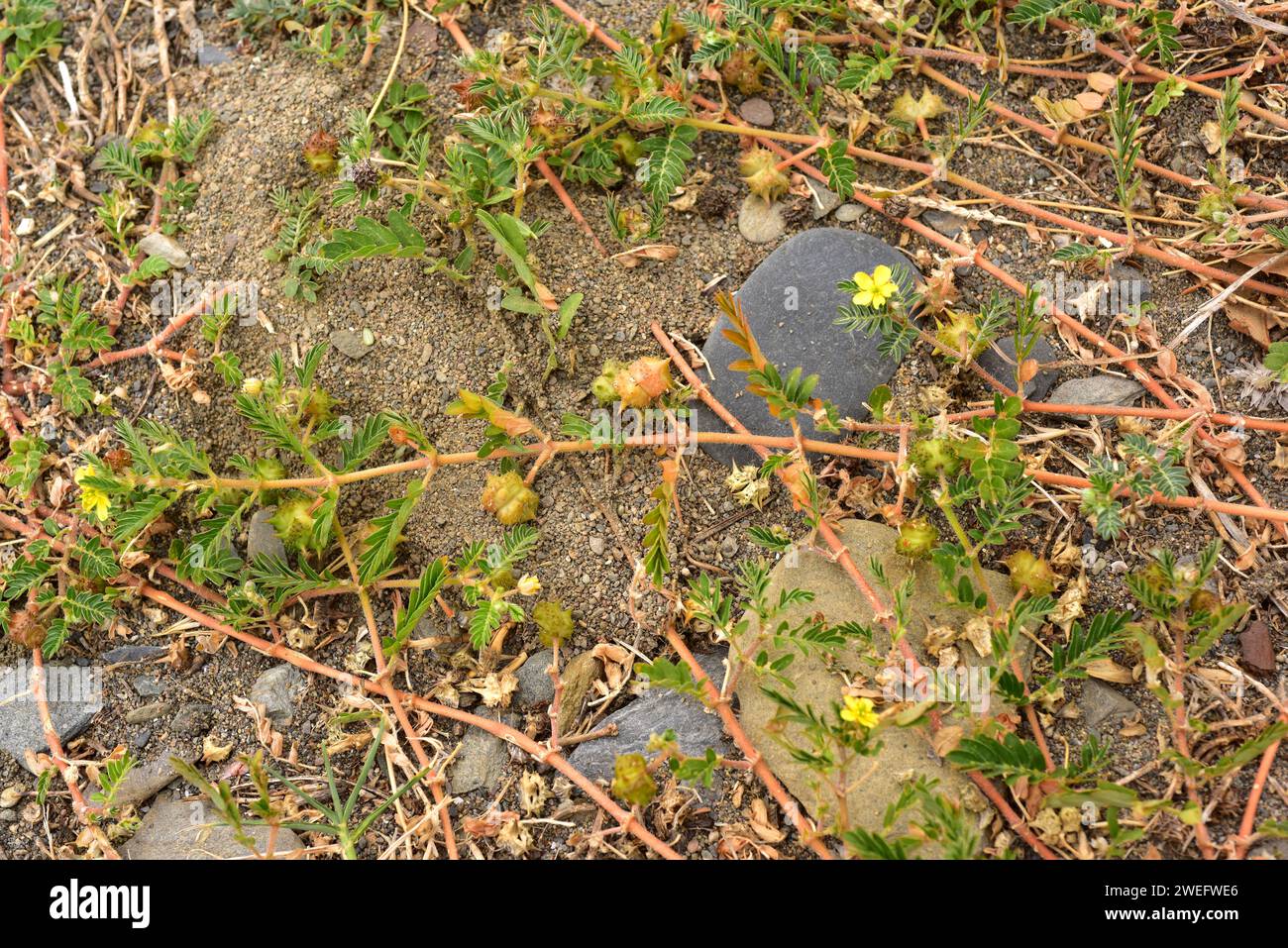 Puncturevine tribulus terrestris hi-res stock photography and images ...