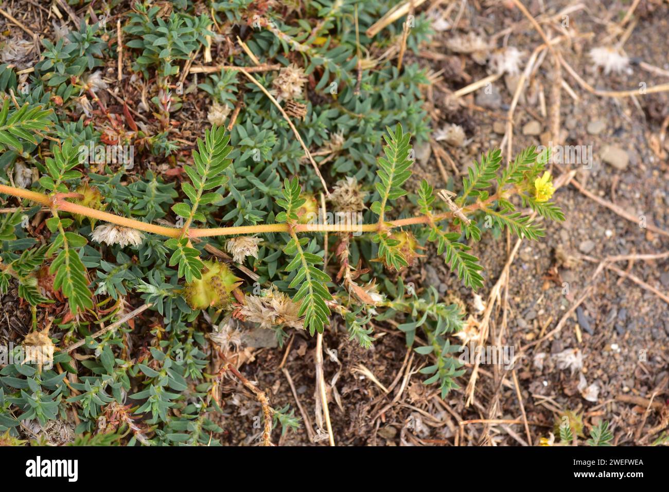 Puncturevine tribulus terrestris hi-res stock photography and images ...