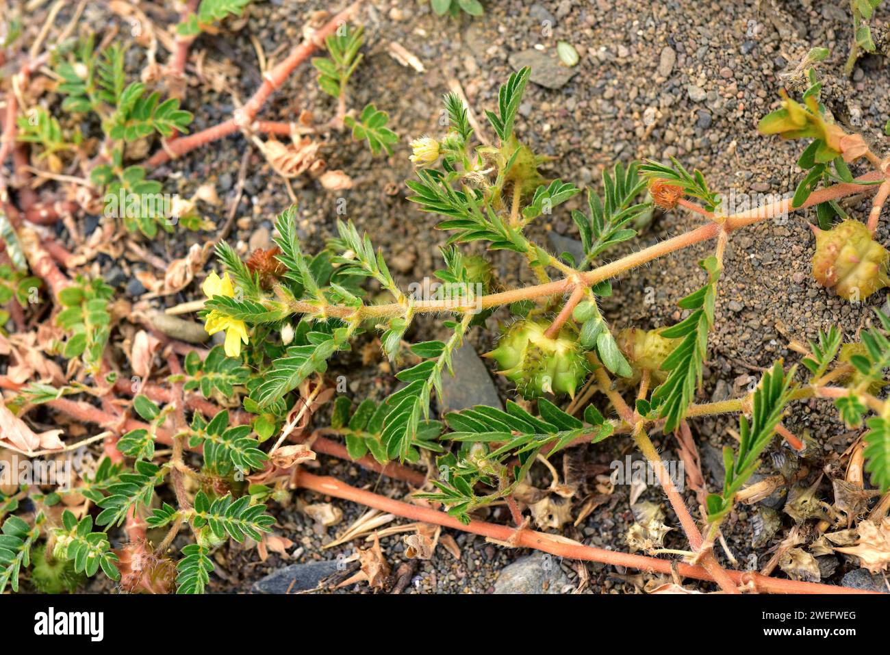 Puncturevine tribulus terrestris hi-res stock photography and images ...