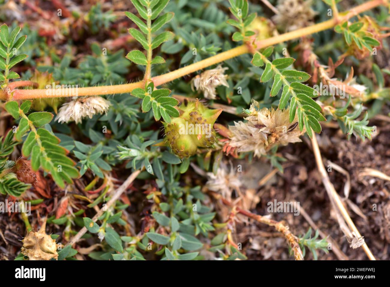 Puncturevine tribulus terrestris hi-res stock photography and images ...