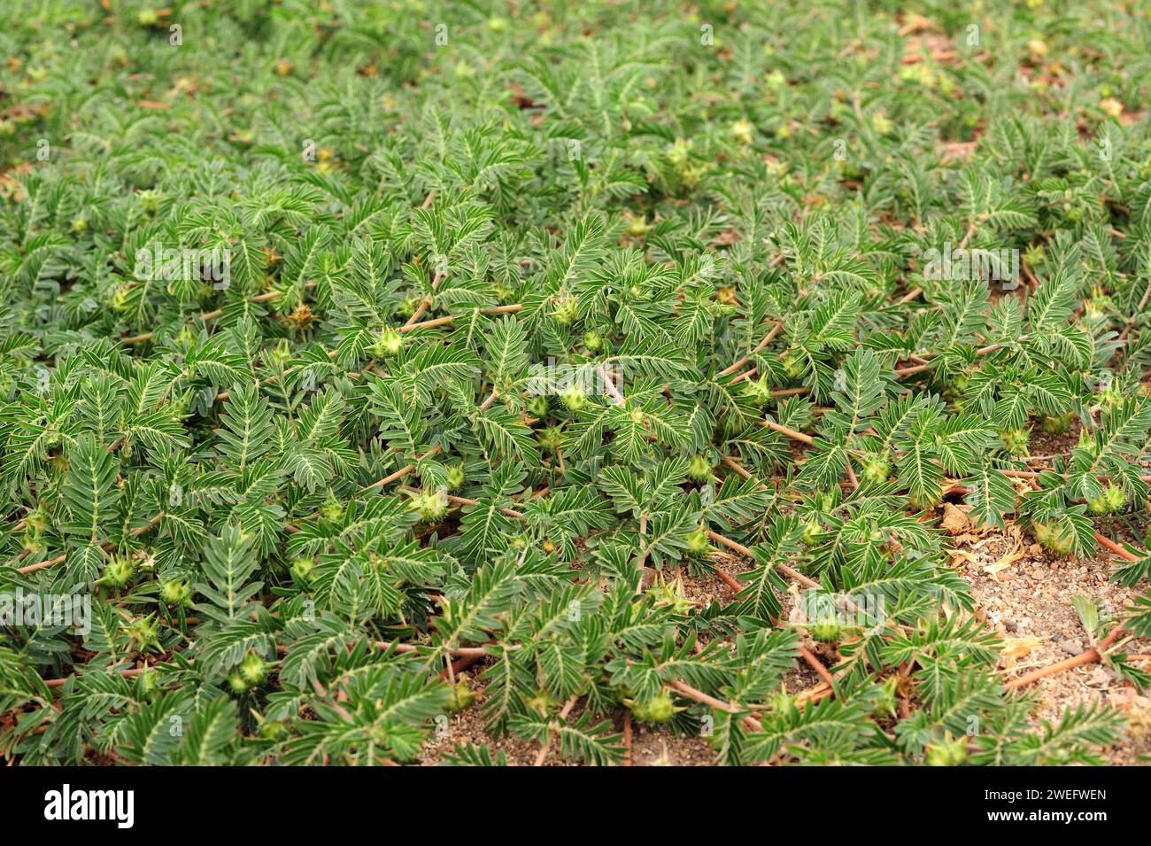 Devil's eyelashes or puncturevine (Tribulus terrestris) is creeping ...