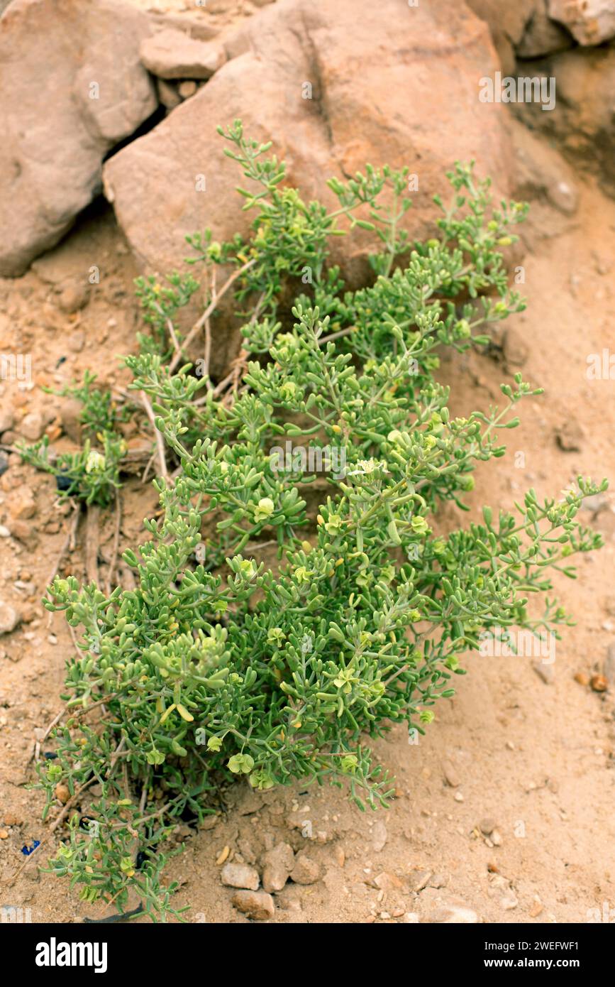 Bean caper plant (Zygophyllum dumosum) is a succulent perennial plant ...