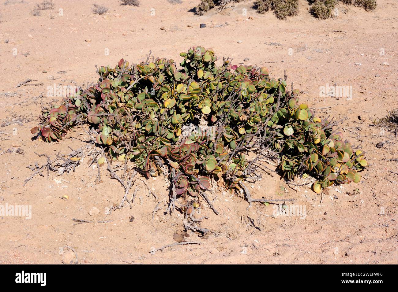 Dollar bush (Zygophyllum stapfii) is a succulent perennial shrub native ...