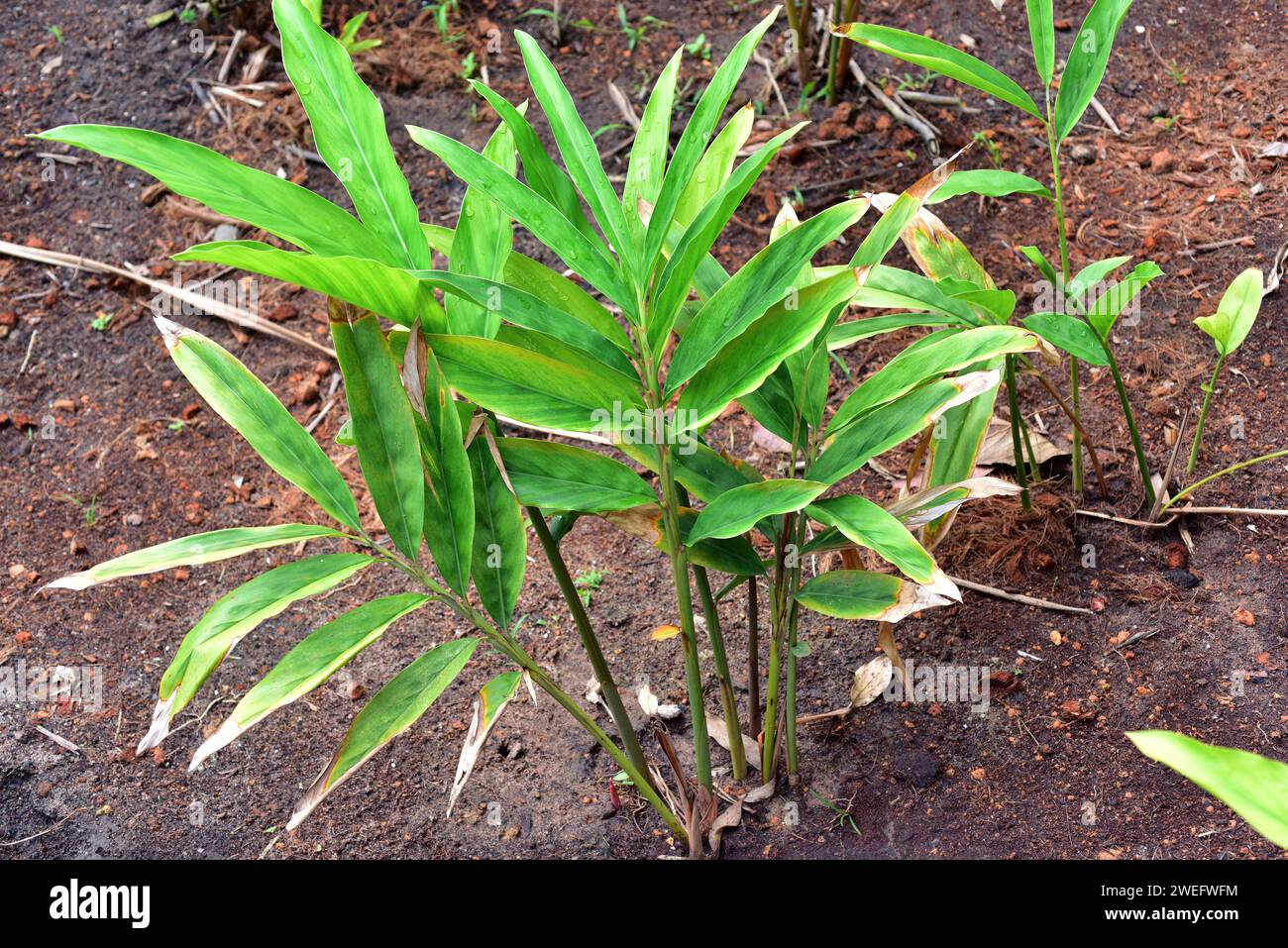 Ginger (Zingiber officinale) is a perennial herb with edible and ...