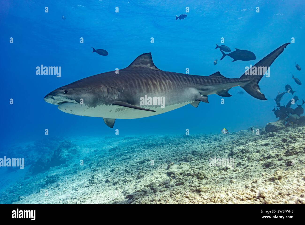 Sand tiger shark profile hi-res stock photography and images - Alamy