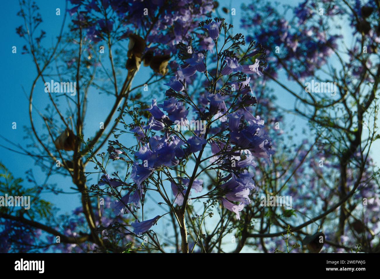 Purple jacarandas bloom on the streets of Buenos Aires. Jacaranda ...
