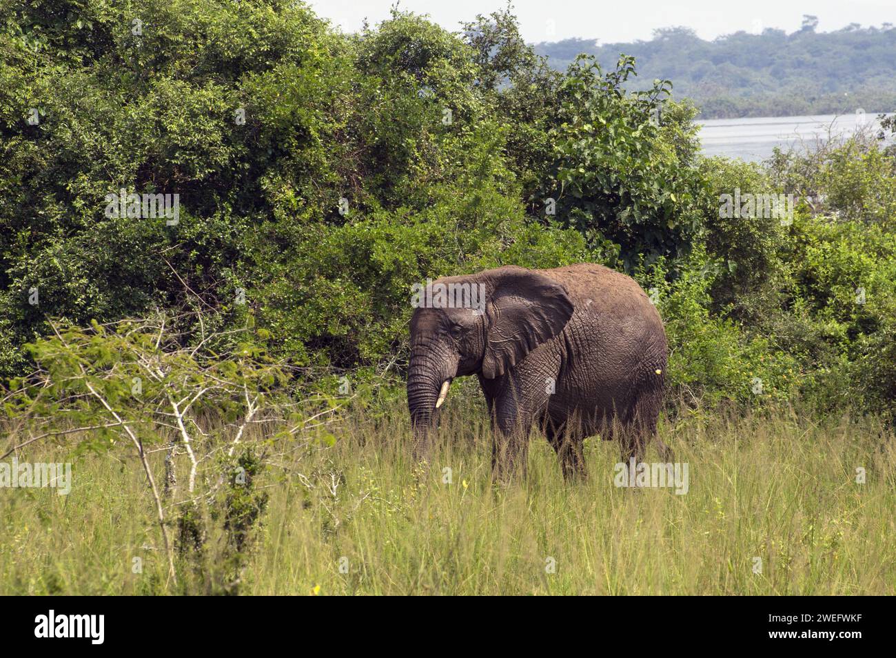Young male elephant with tusks photographed on a game drive safari in ...