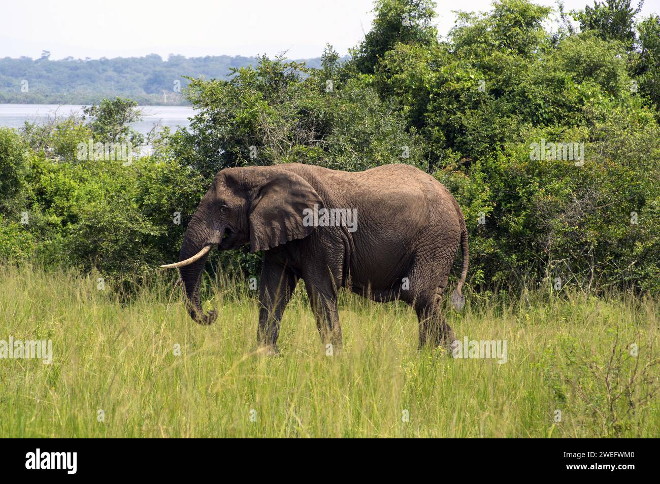 Young male elephant with tusks photographed on a game drive safari in ...