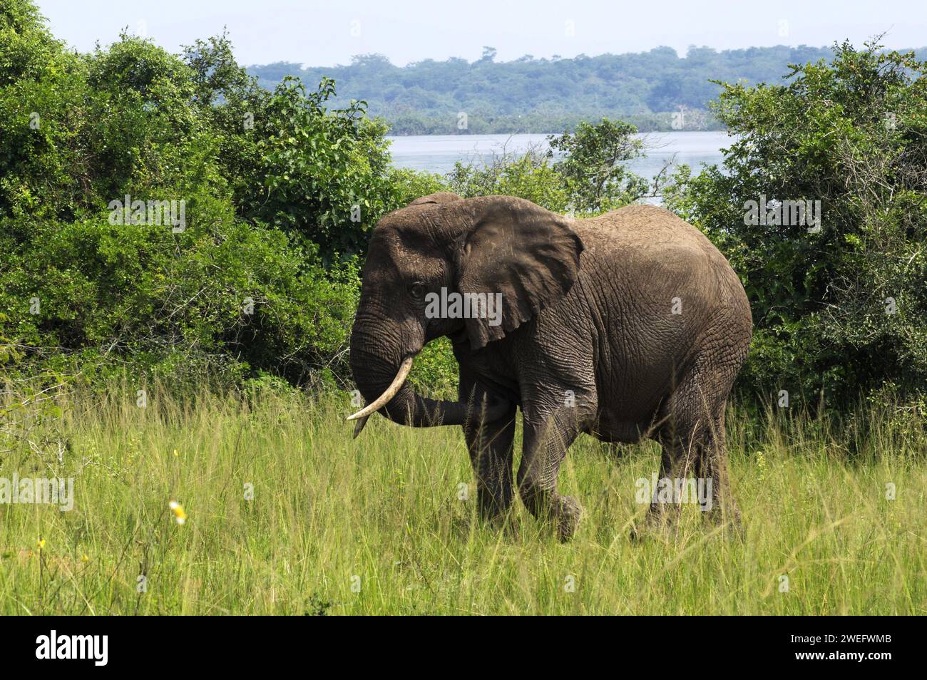 Young male elephant with tusks photographed on a game drive safari in ...