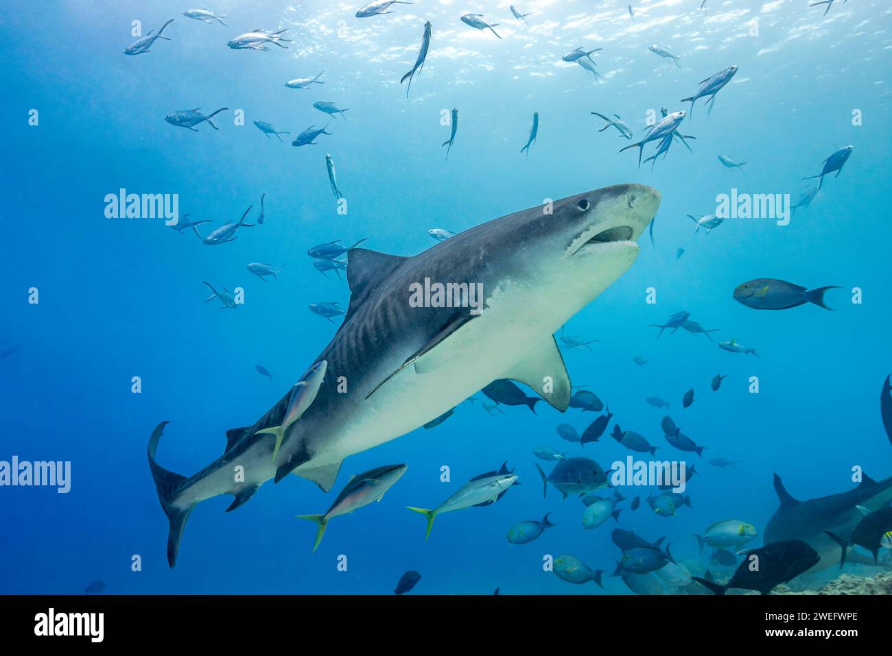 Tiger shark swimming in the Maldives surrounded by shoal of fish, mouth ...