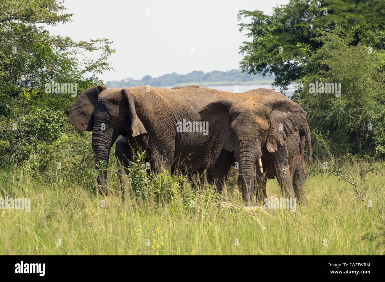 Large elephant with juvenile male elephant photographed on safari in ...
