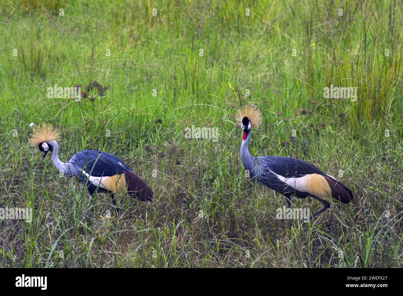photographed on safari in Akagera National Park in Northeastern Rwanda ...