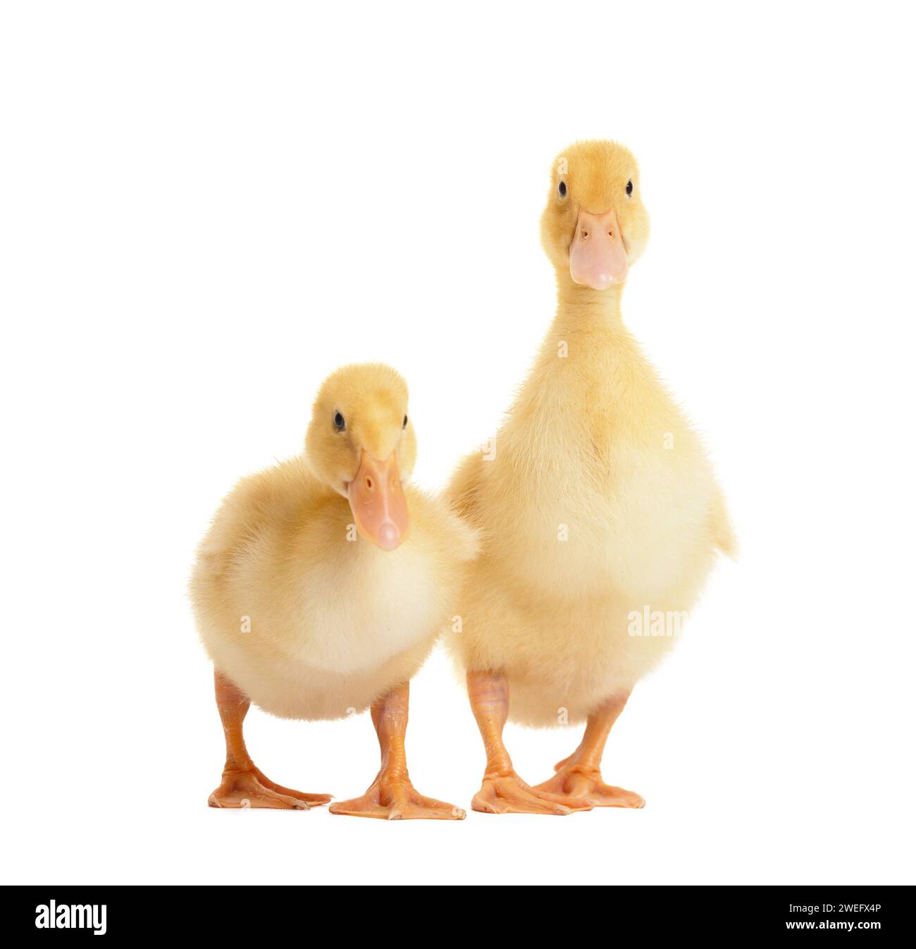 Cute ducklings on a white background. Two little curious ducklings in ...