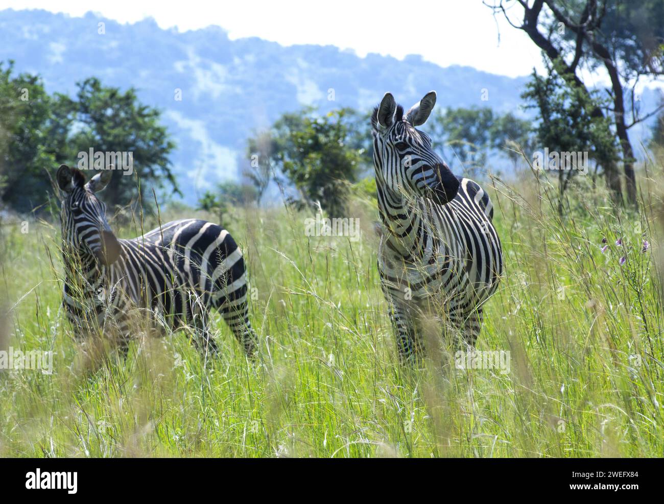 Two zebras photographed on safari in Akagera National Park in ...