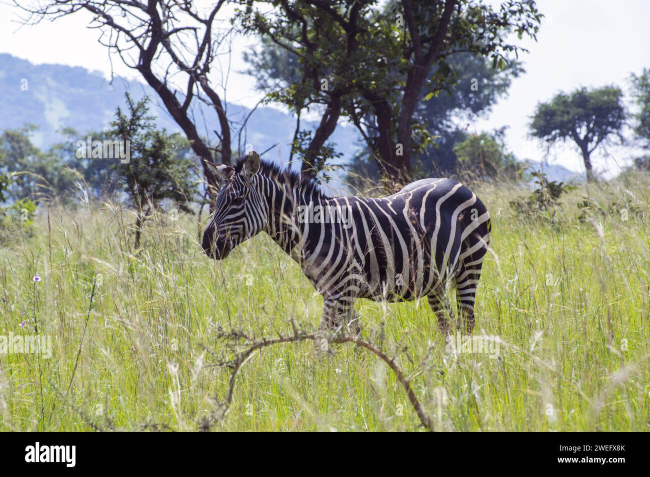 Zebra photograph on safari in Akagera National Park in Northeastern ...