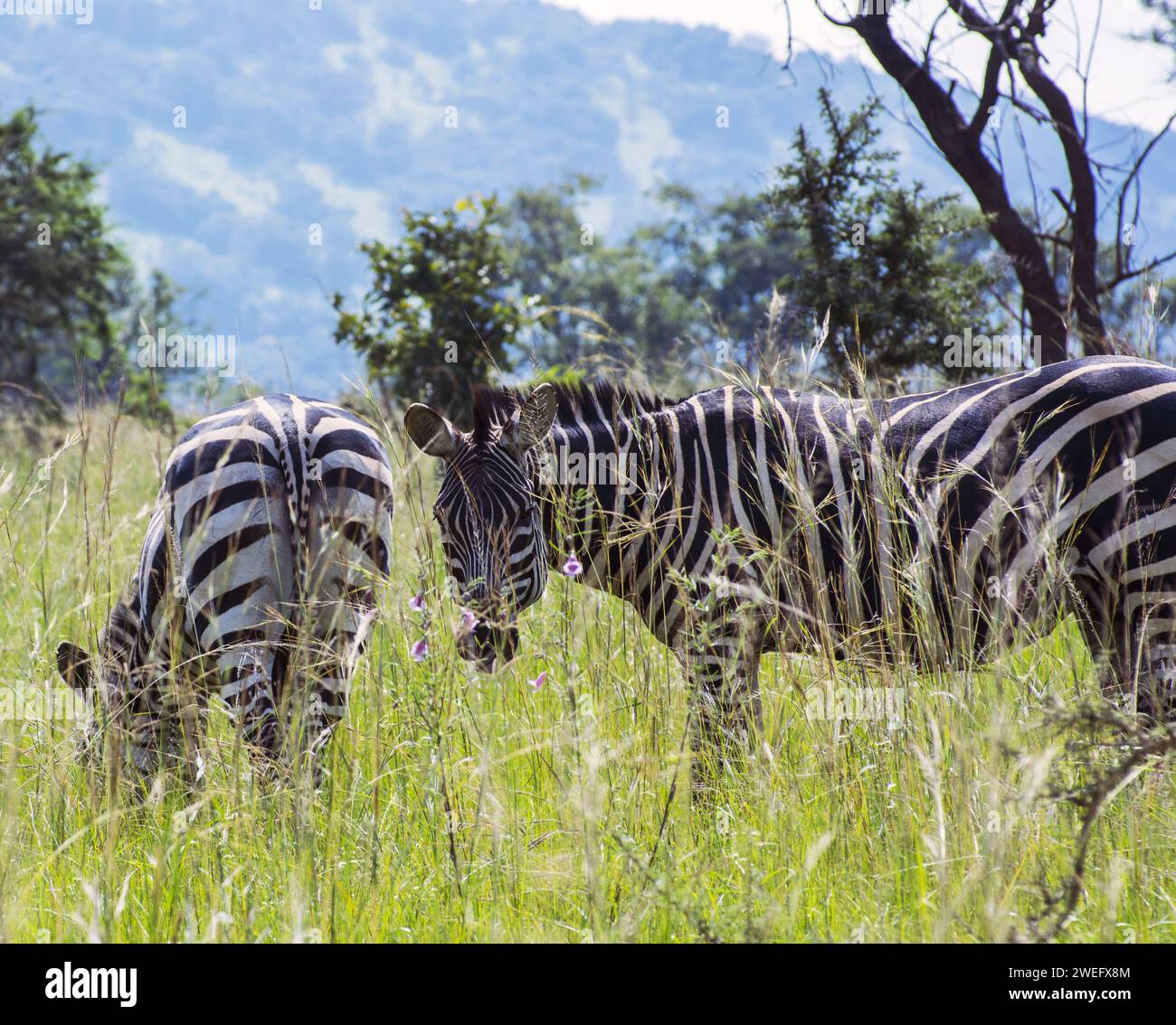 Two zebras photographed on safari in Akagera National Park in ...