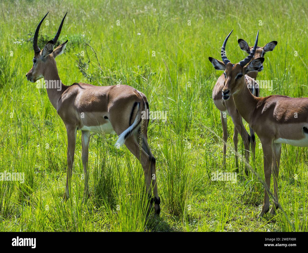 Impalas photographed on safari in Akagera National Park in Northeastern ...