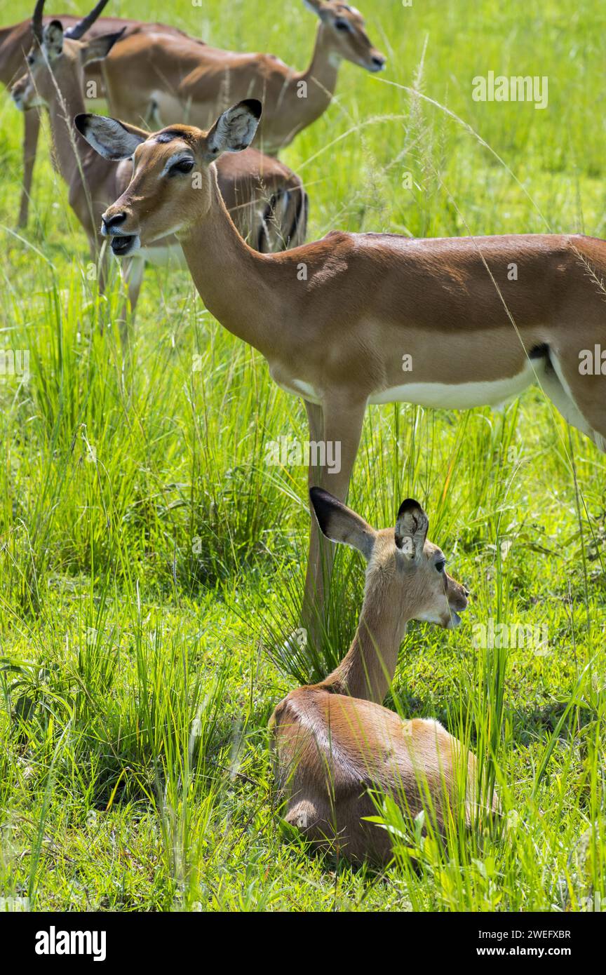Impalas photographed on safari in Akagera National Park in Northeastern ...